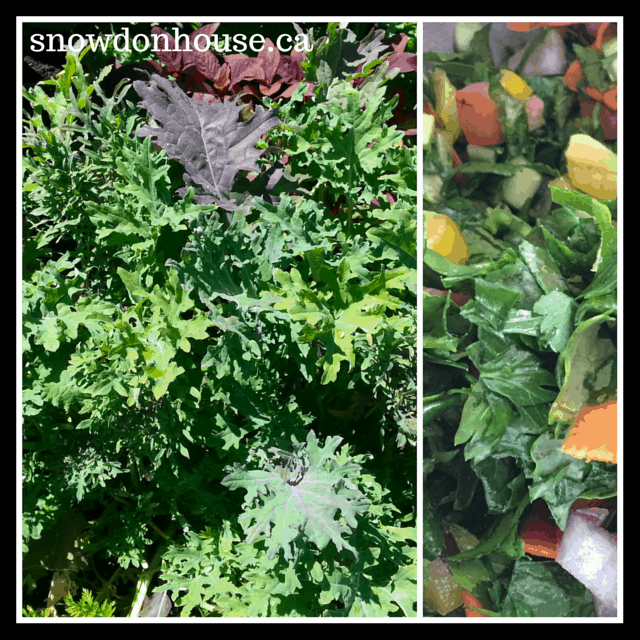 Kale Crop – Snowdon House